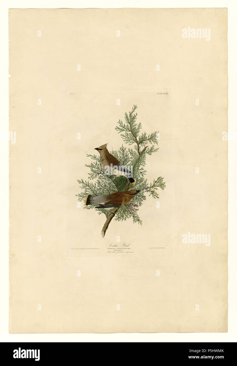 Cedarwood illustration hi-res stock photography and images - Alamy