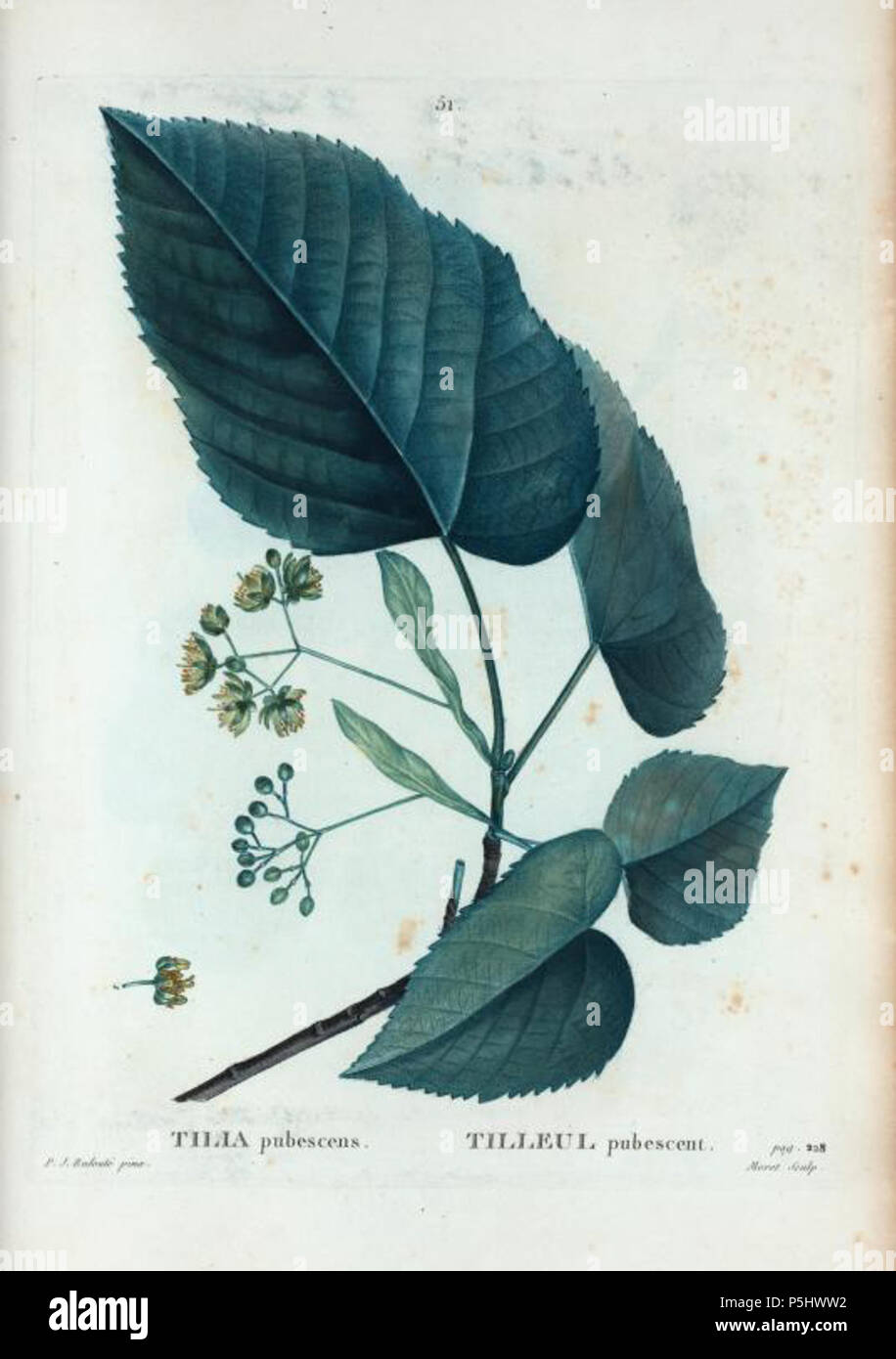 Tilia Pubescens High Resolution Stock Photography and Images - Alamy