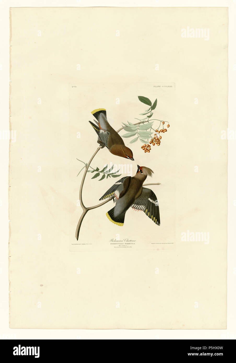 Bohemian chatterer hi-res stock photography and images - Alamy