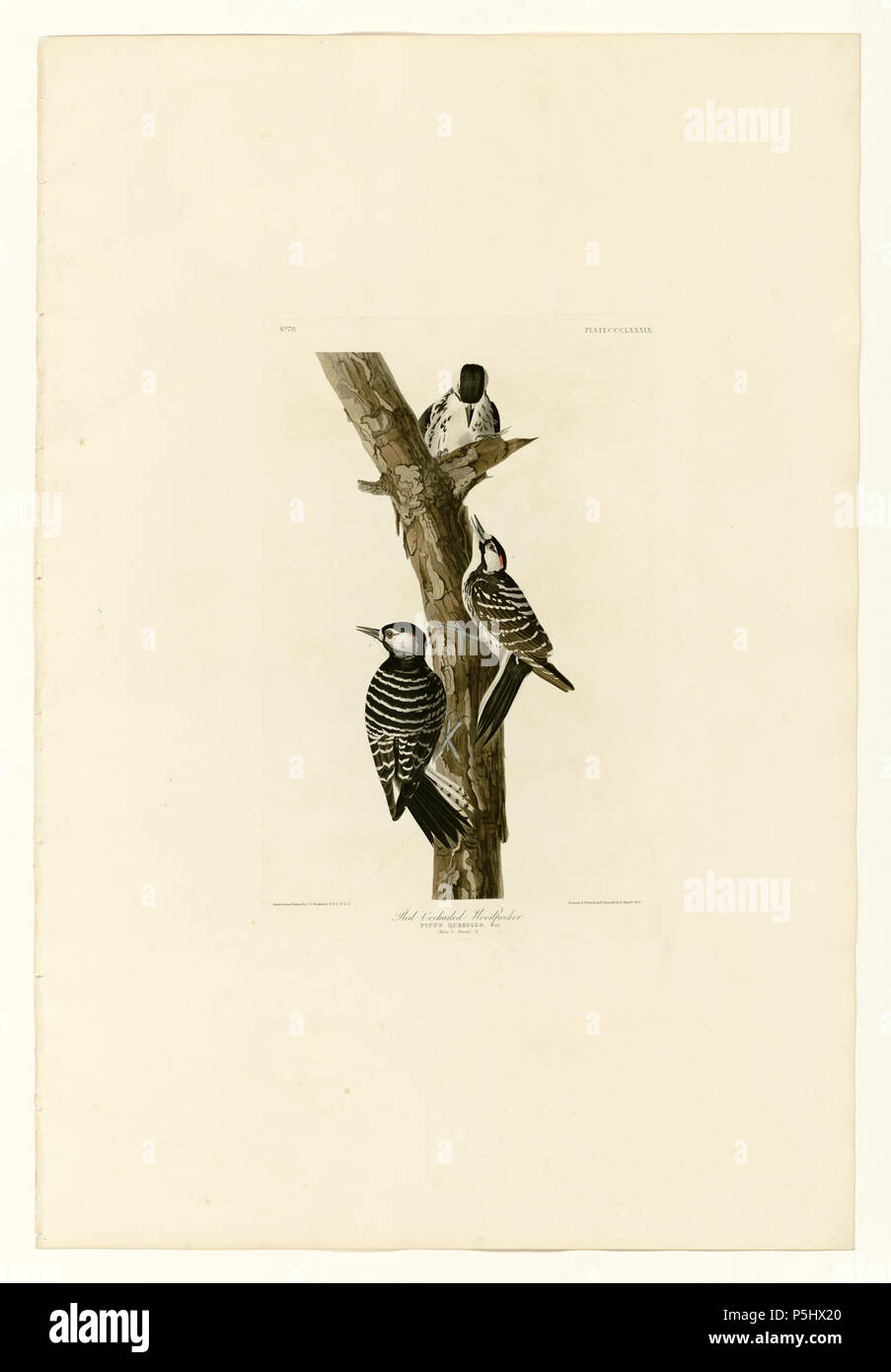 389 red hi-res stock photography and images - Alamy