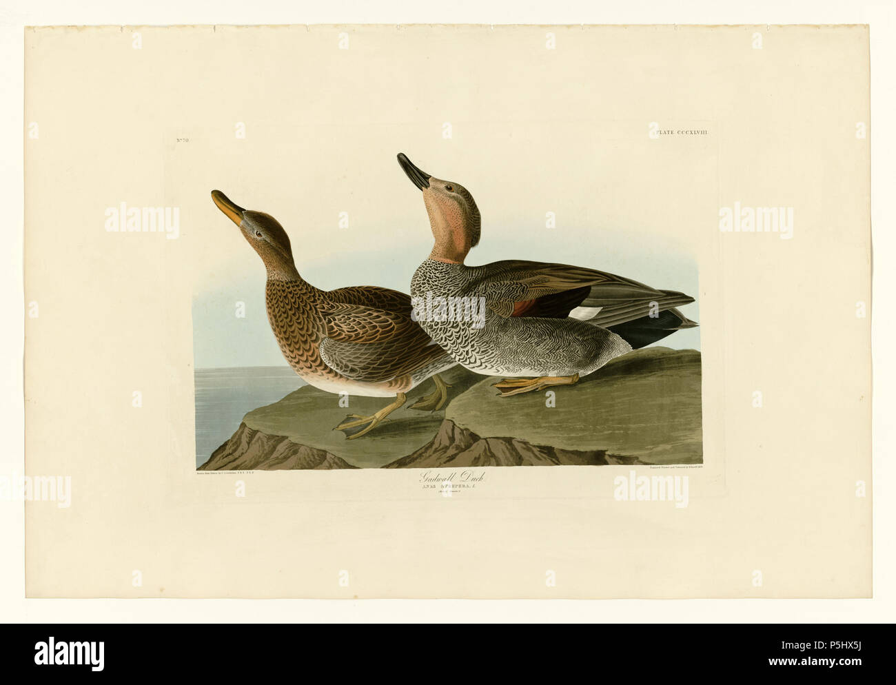 Duck markings hi-res stock photography and images - Alamy