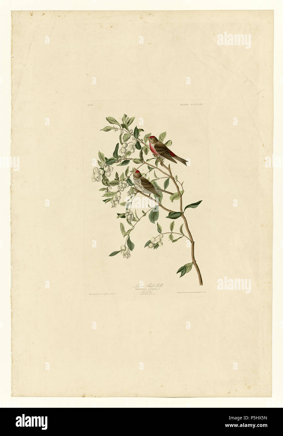 Lesser red poll hi-res stock photography and images - Alamy