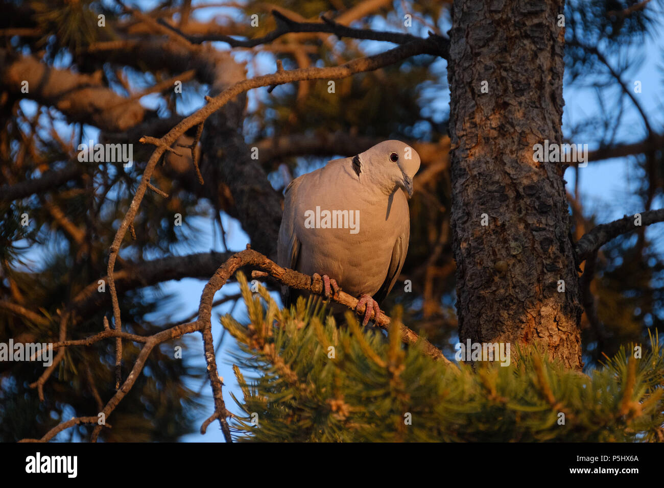 Collared dove in a pine tree Stock Photo - Alamy