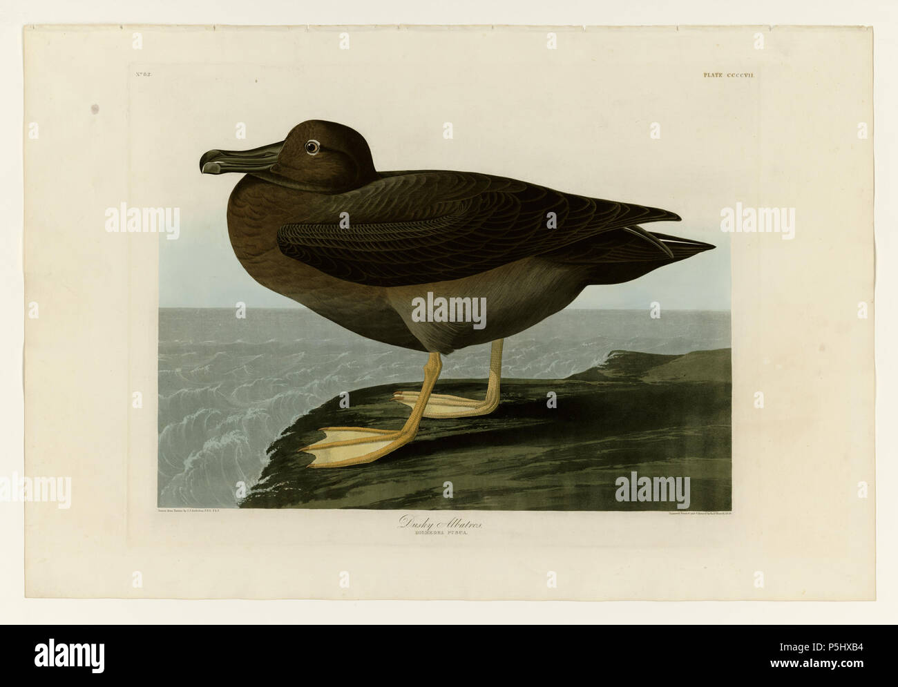 Dark albatross hi-res stock photography and images - Alamy