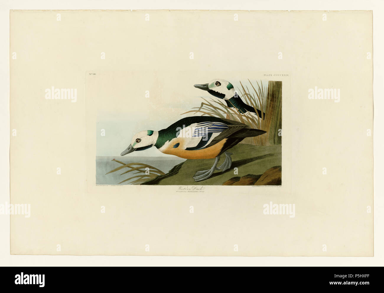 39 429 Western Duck Stock Photo - Alamy