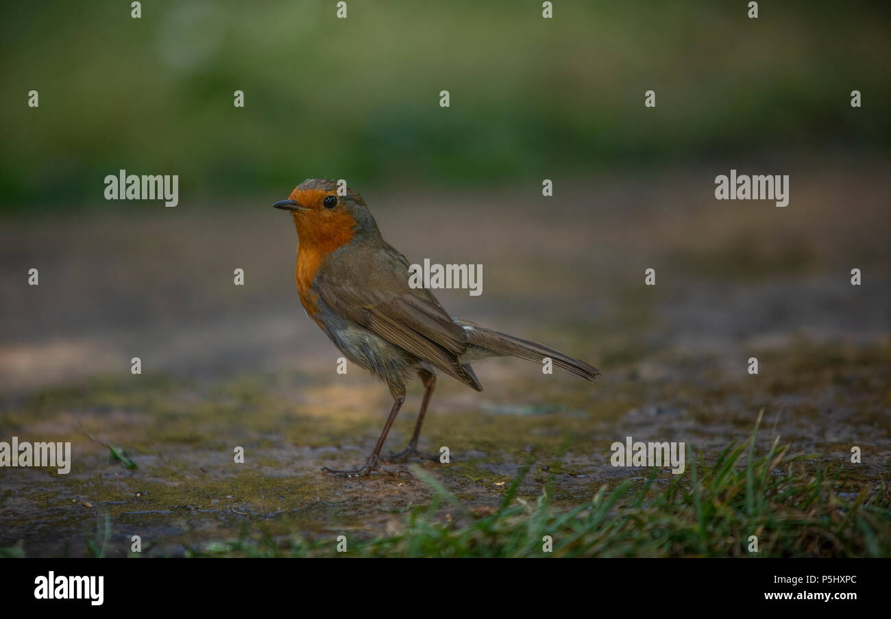 Red red robin hi-res stock photography and images - Alamy