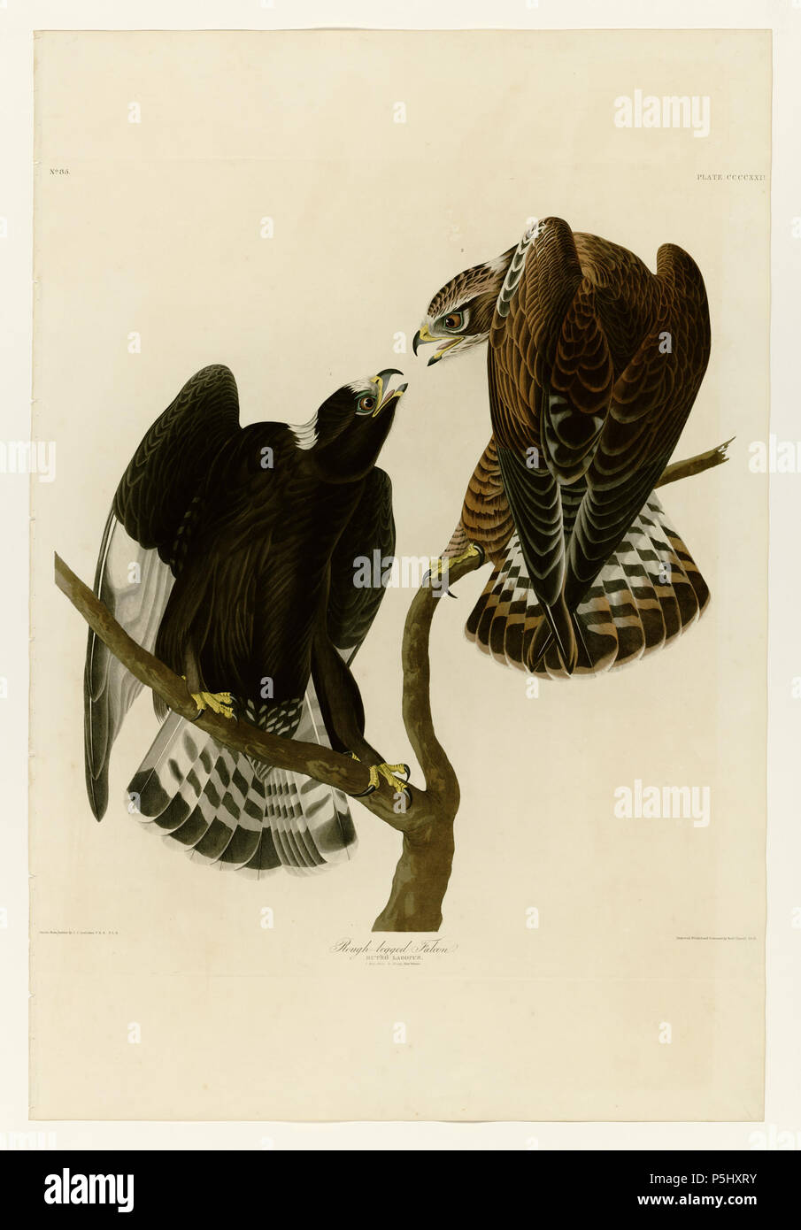 Falcon hunting america hi-res stock photography and images - Alamy