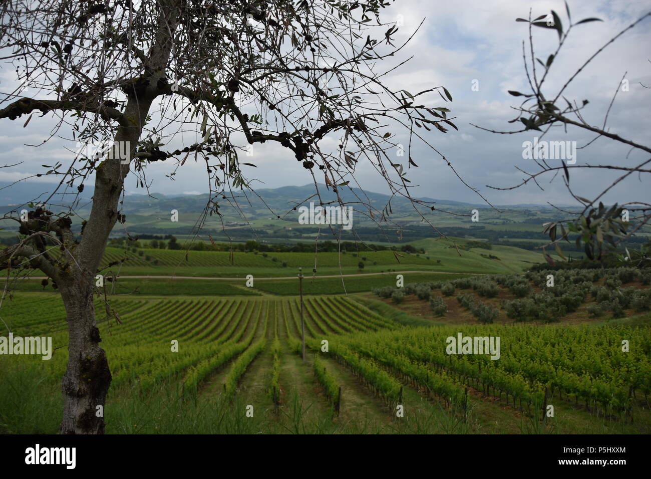 Banfi Castle, Siena, Italy Stock Photo - Alamy