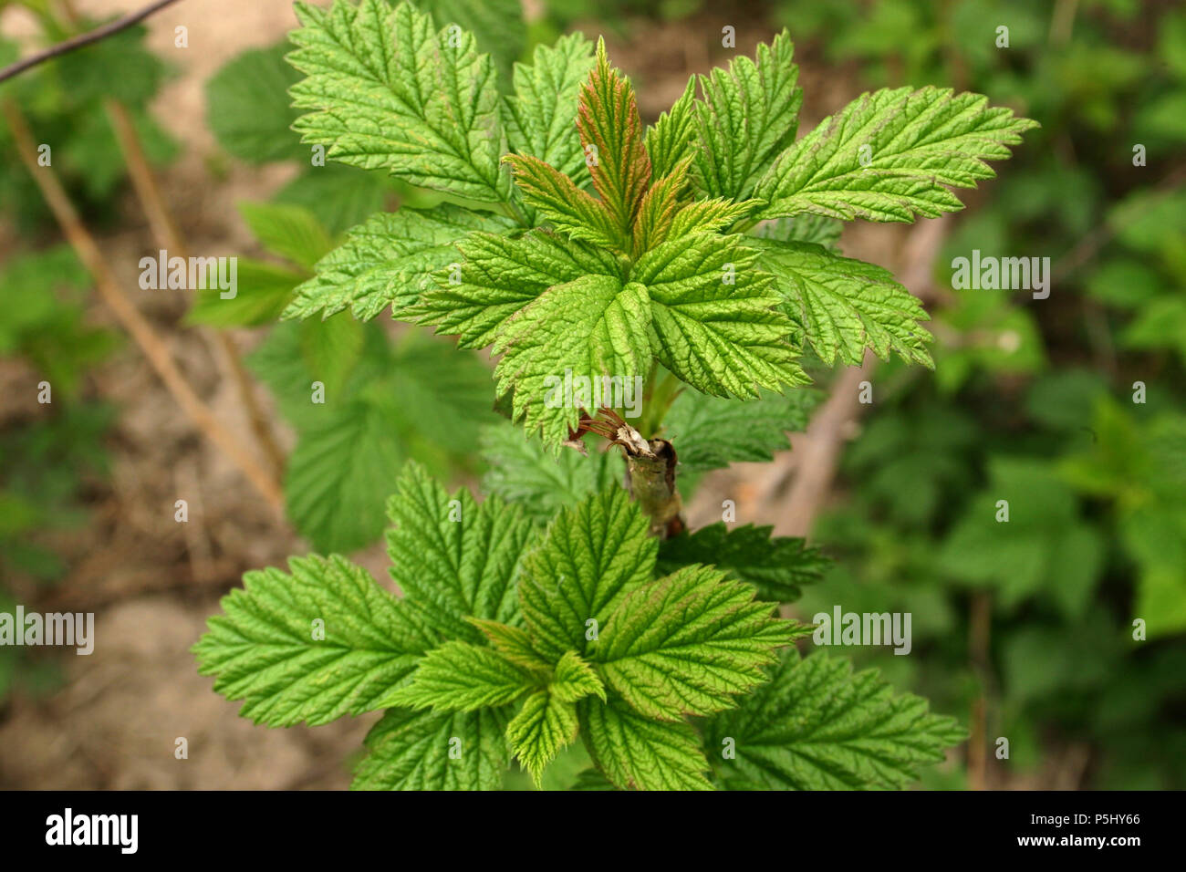 Raspberry pruning hi-res stock photography and images - Alamy