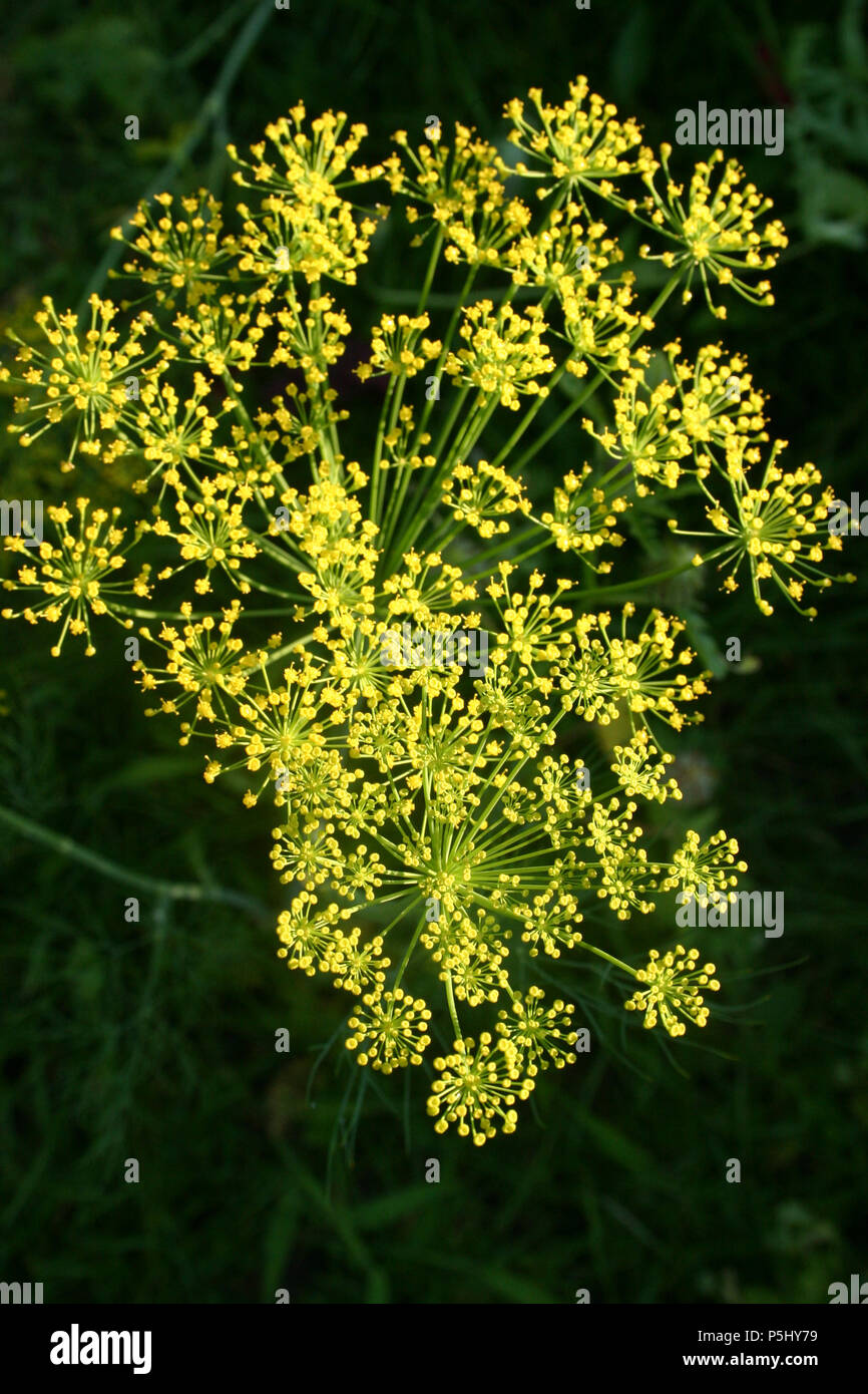 Beautiful yellow dill flowers hi-res stock photography and images - Alamy