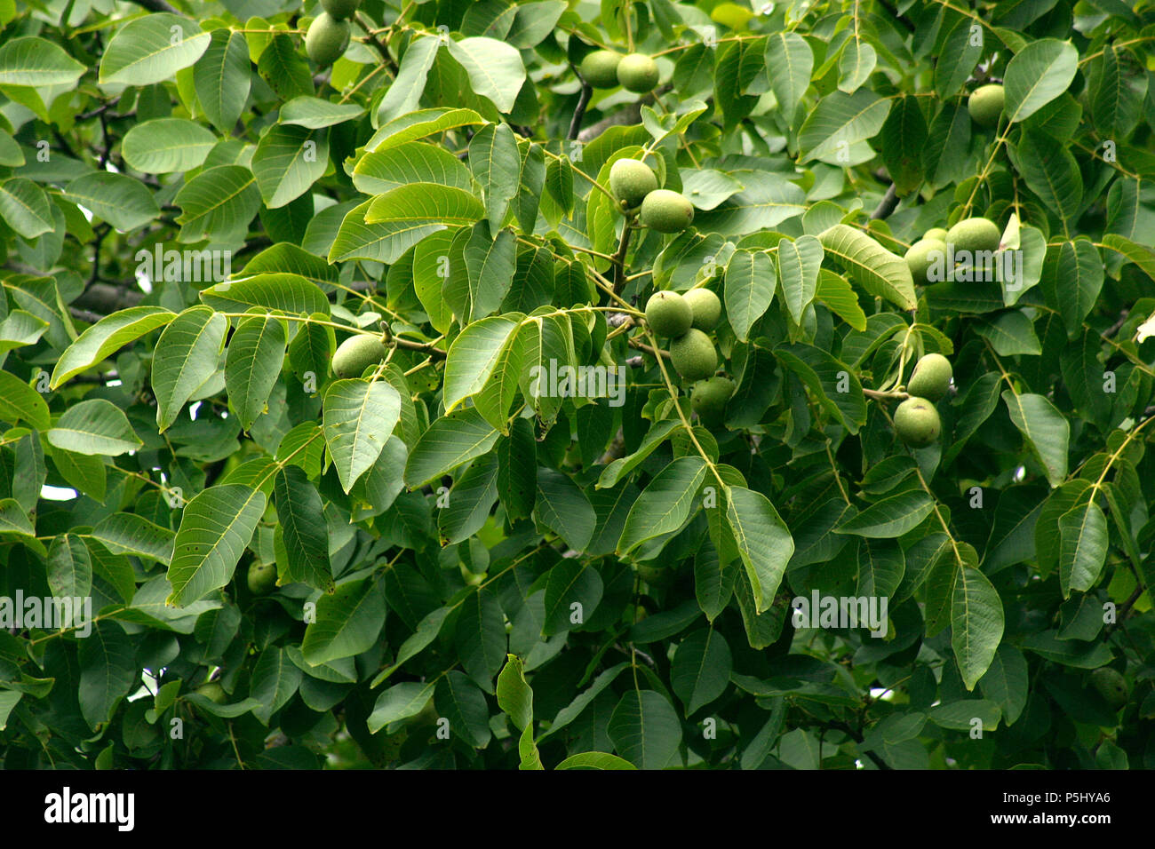 Walnut tree species hi-res stock photography and images - Alamy