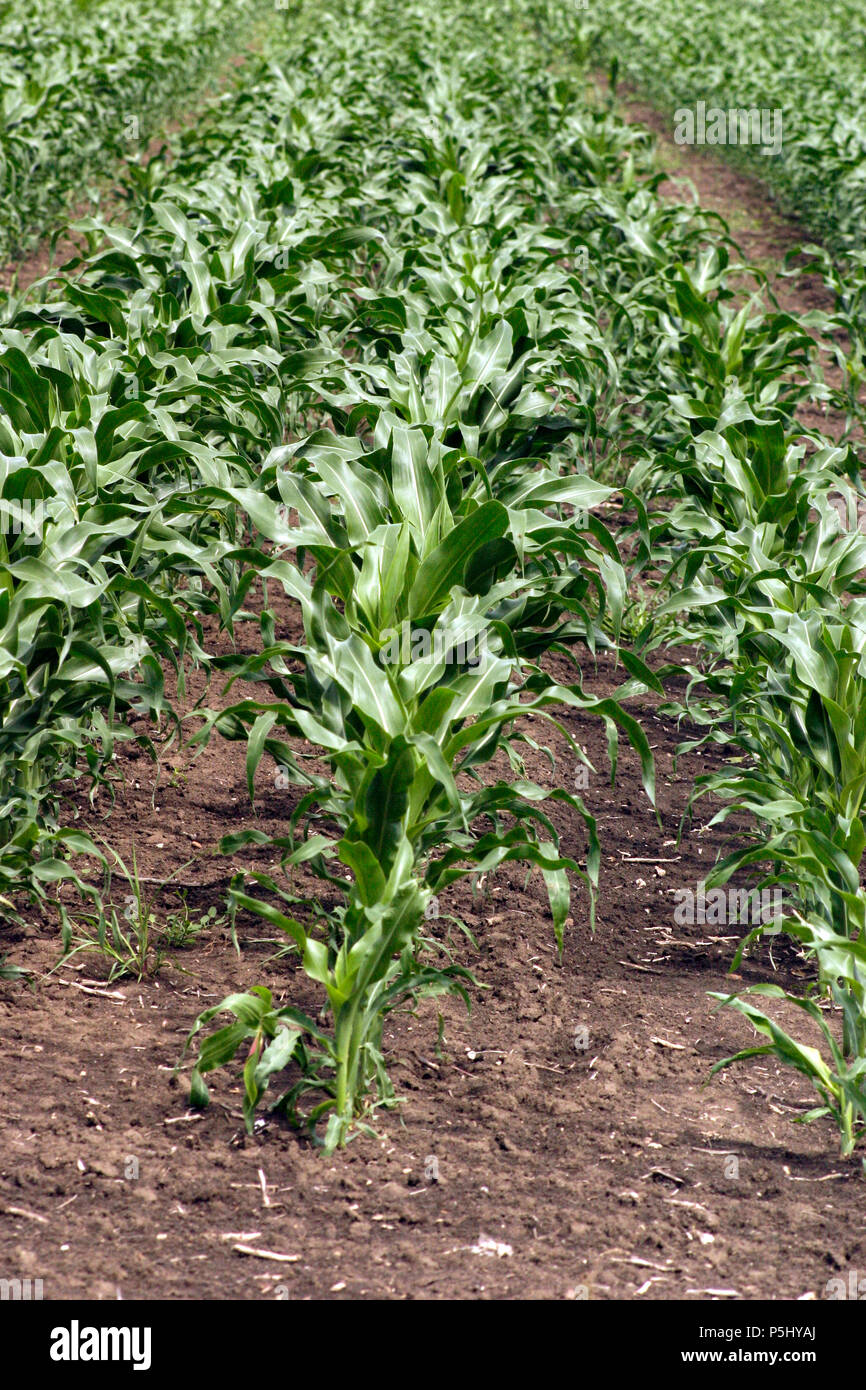 Maize farms hi-res stock photography and images - Alamy