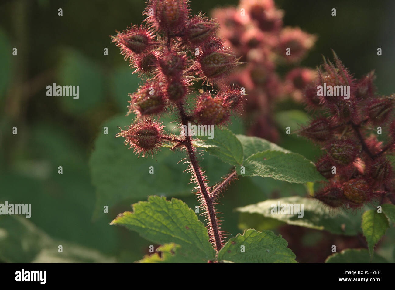 Raspberry thorns hi-res stock photography and images - Alamy