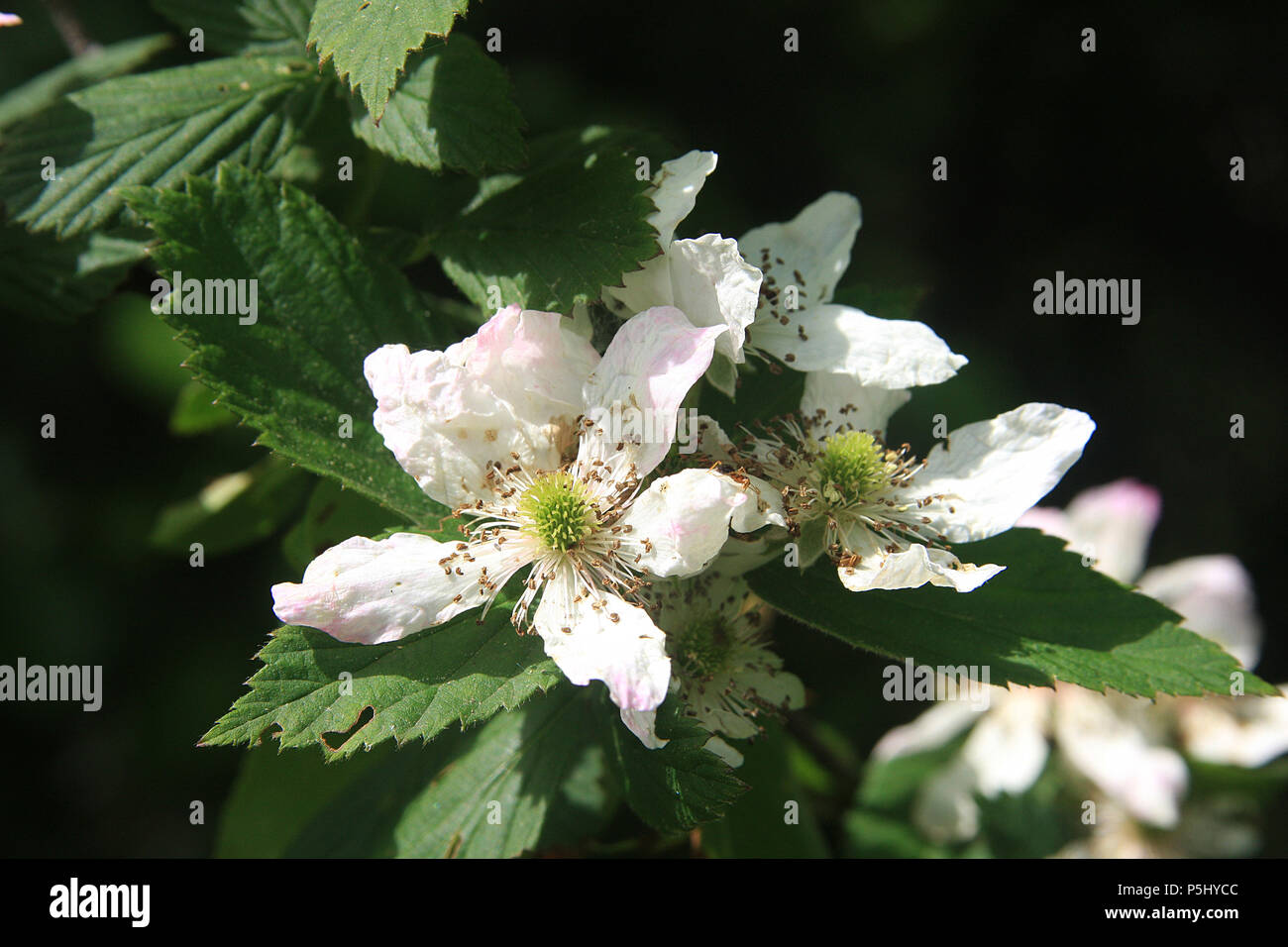 Rubus hybrid hi-res stock photography and images - Alamy