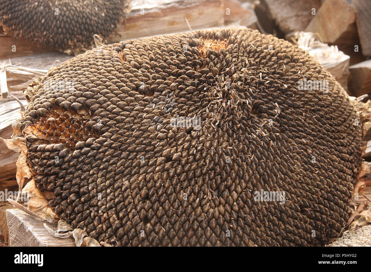 Sunflower disk with seeds Stock Photo - Alamy