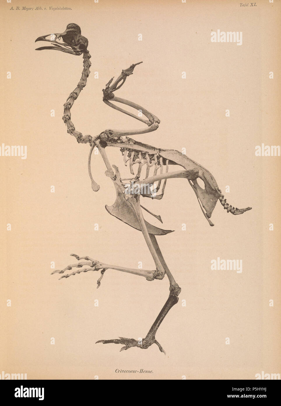 Skeleton hen hi-res stock photography and images - Alamy