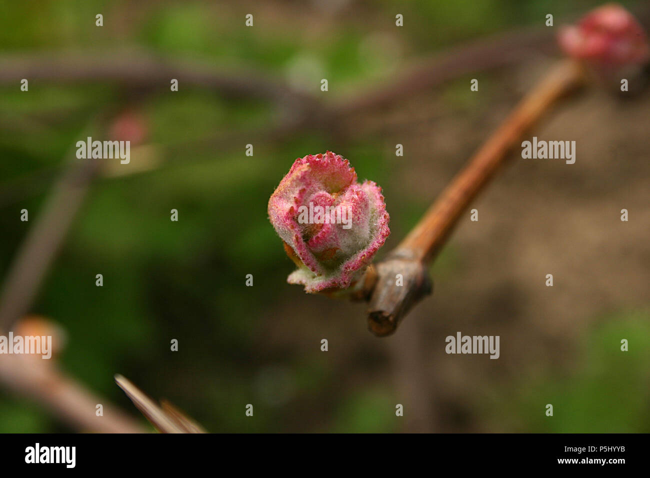 Inflorescence of grapevine hi-res stock photography and images - Alamy