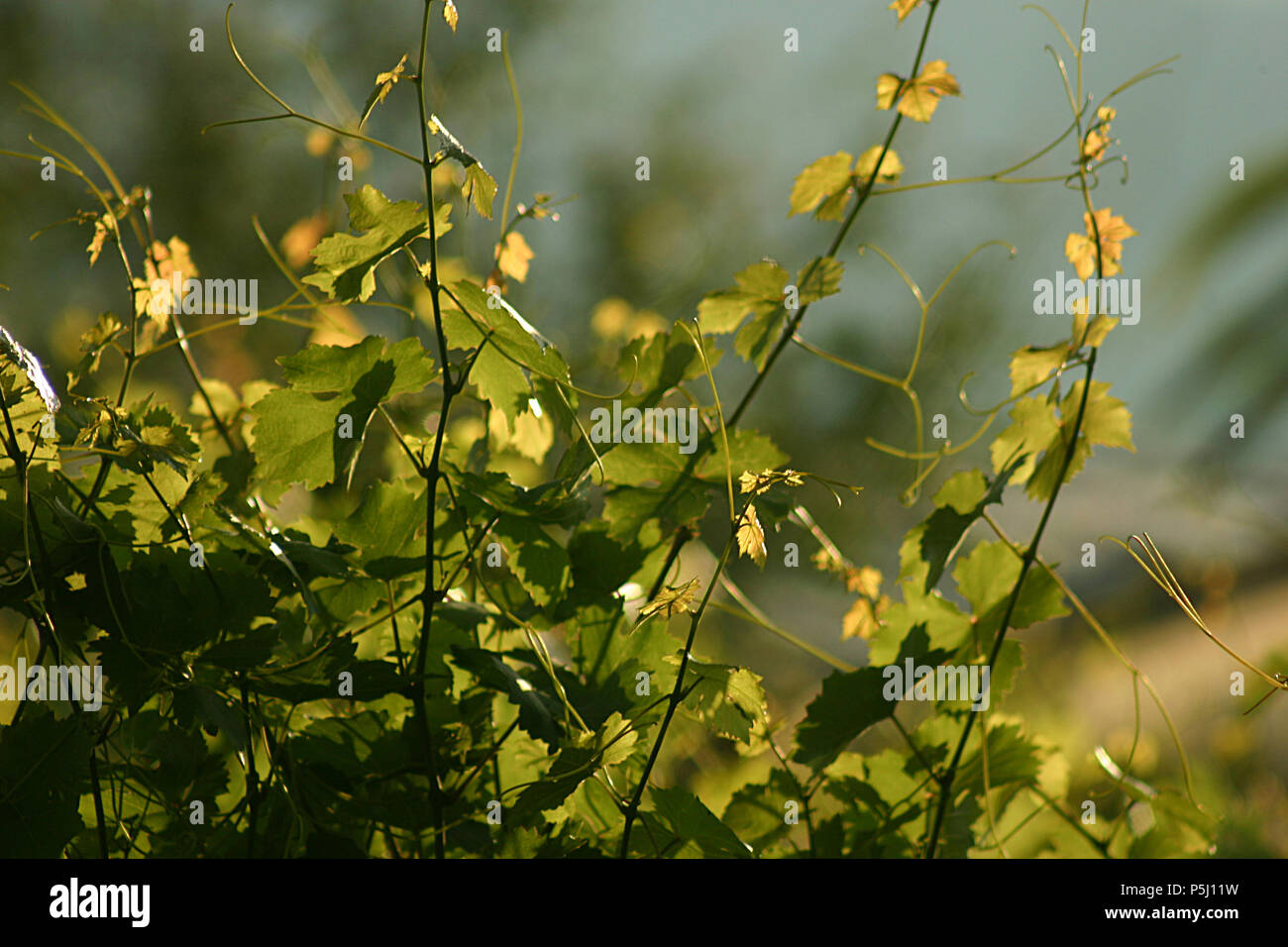 Grapevine shoots growing high Stock Photo - Alamy