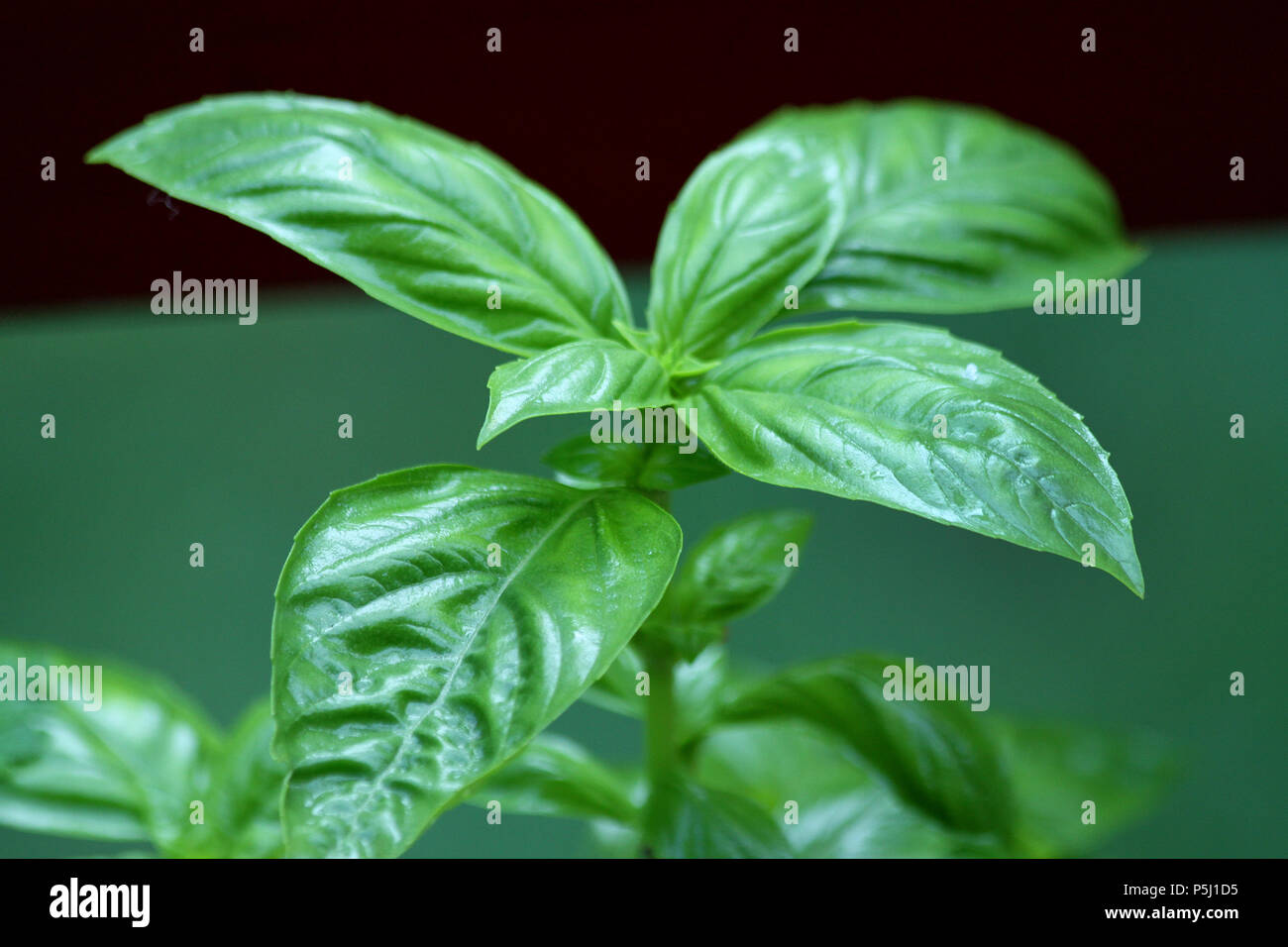 Close up of basil plant growing in garden Stock Photo - Alamy
