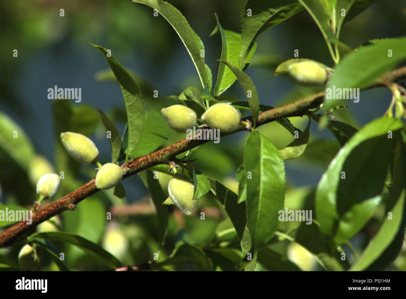 Small peaches hi-res stock photography and images - Alamy
