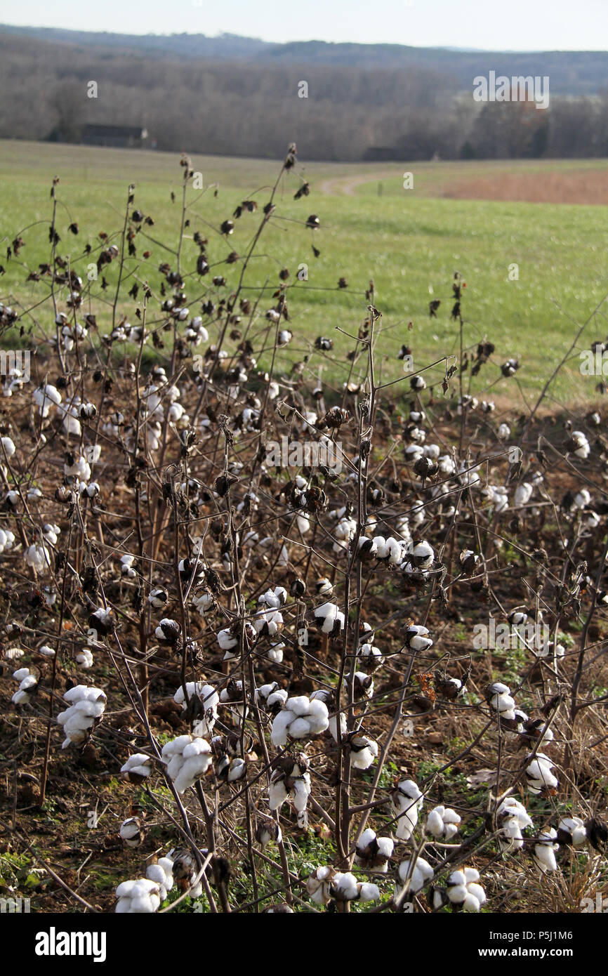 Beautiful fluffy cotton flowers hi-res stock photography and images - Alamy