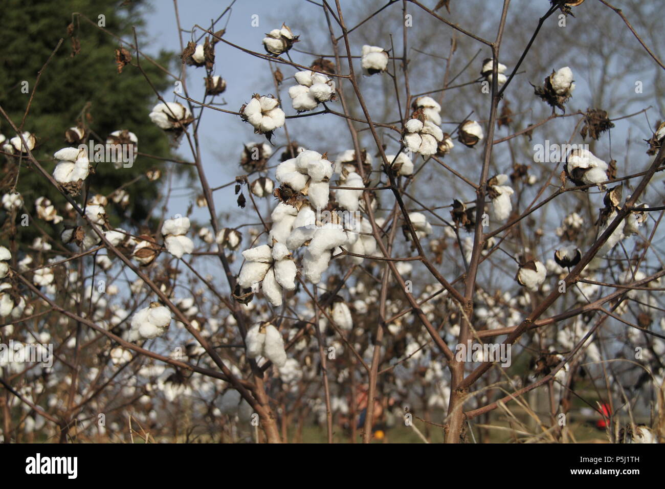 Gossypium Species Stock Photos & Gossypium Species Stock Images - Alamy