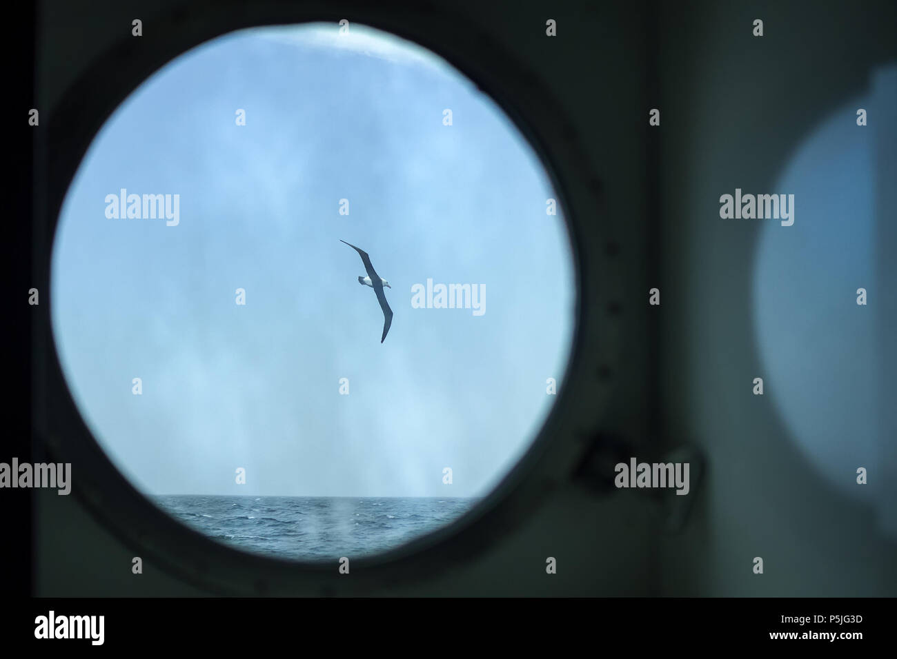 Black-browed Albatross in flight over the ocean seen though a ship's ...