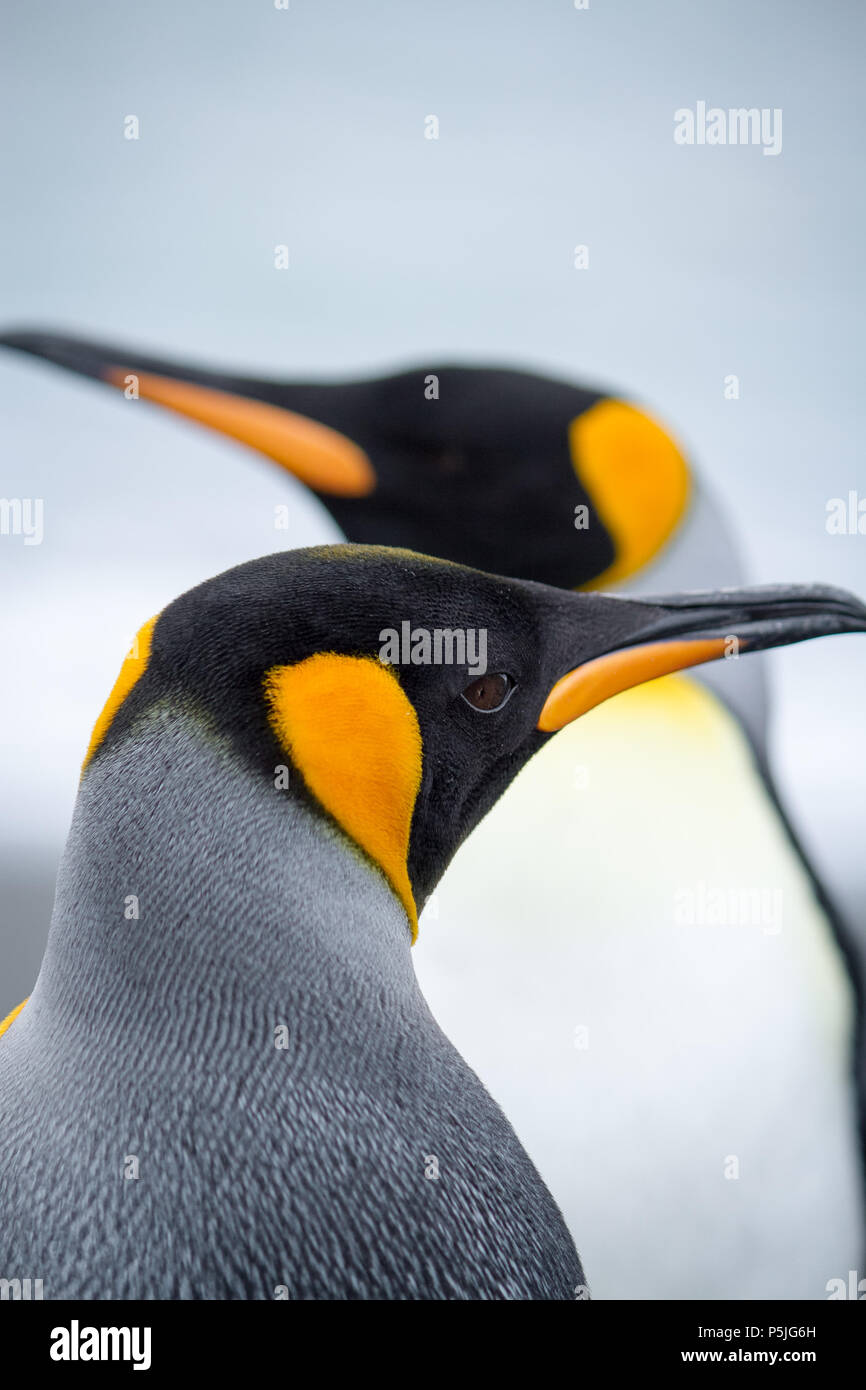 Portrait of a pair of King Penguins Stock Photo - Alamy