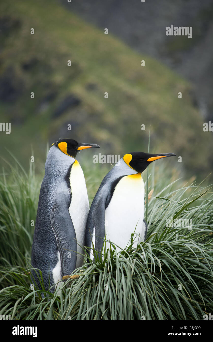 Pair of King Penguins on nest Stock Photo - Alamy