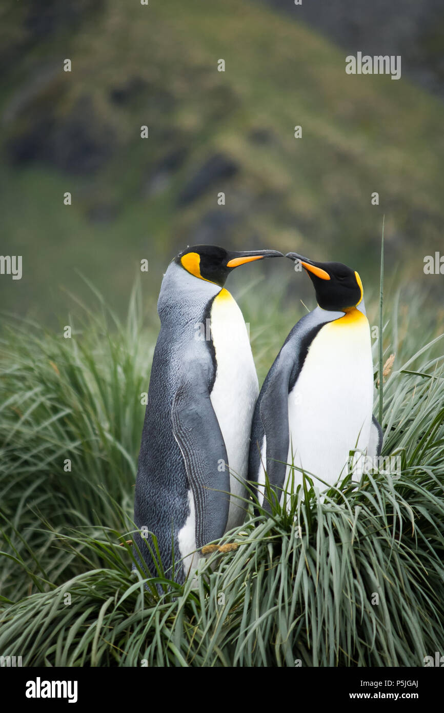 Pair of King Penguins on nest Stock Photo - Alamy