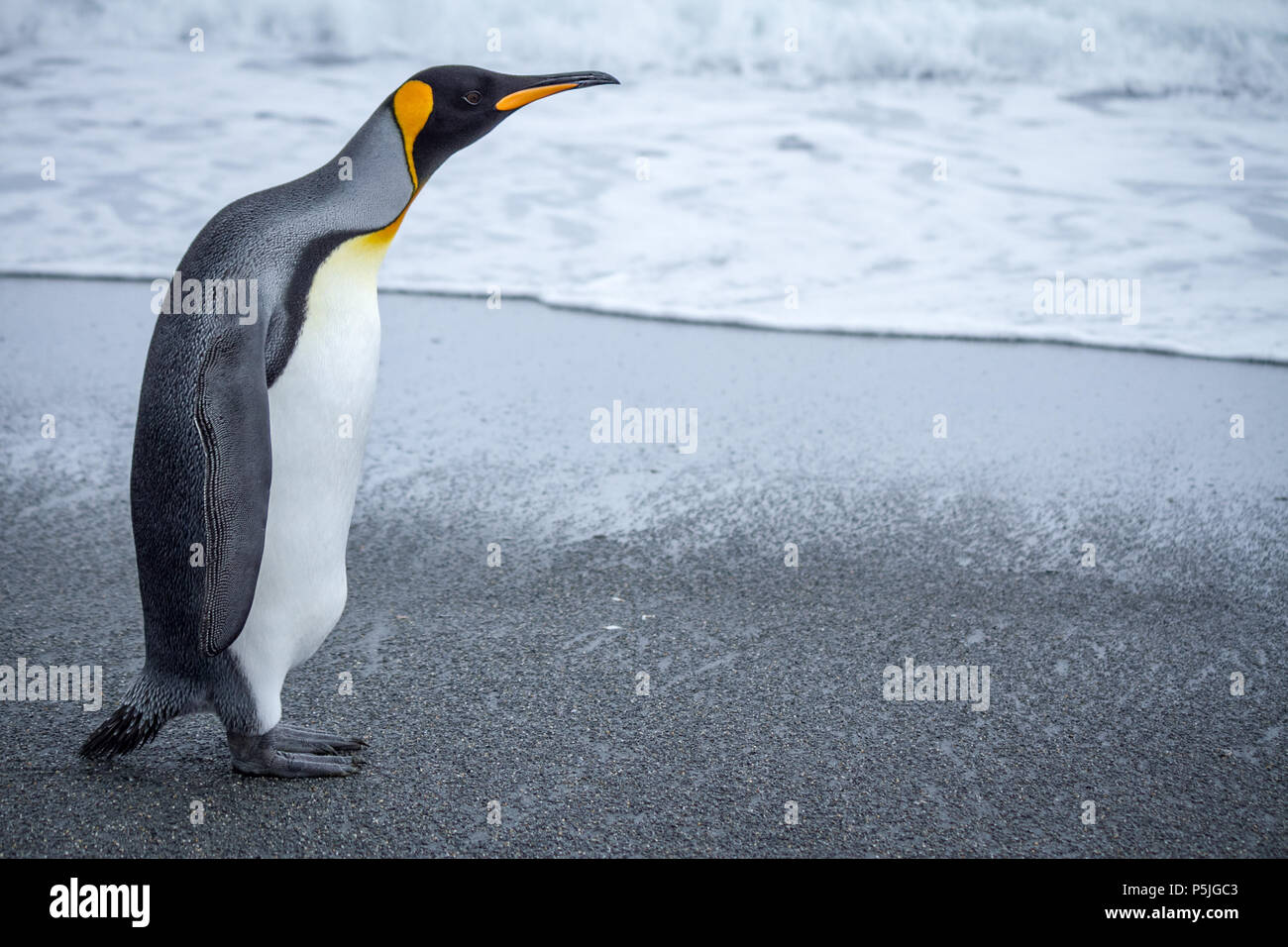 Single King Penguin on beach, left of frame looking right Stock Photo ...