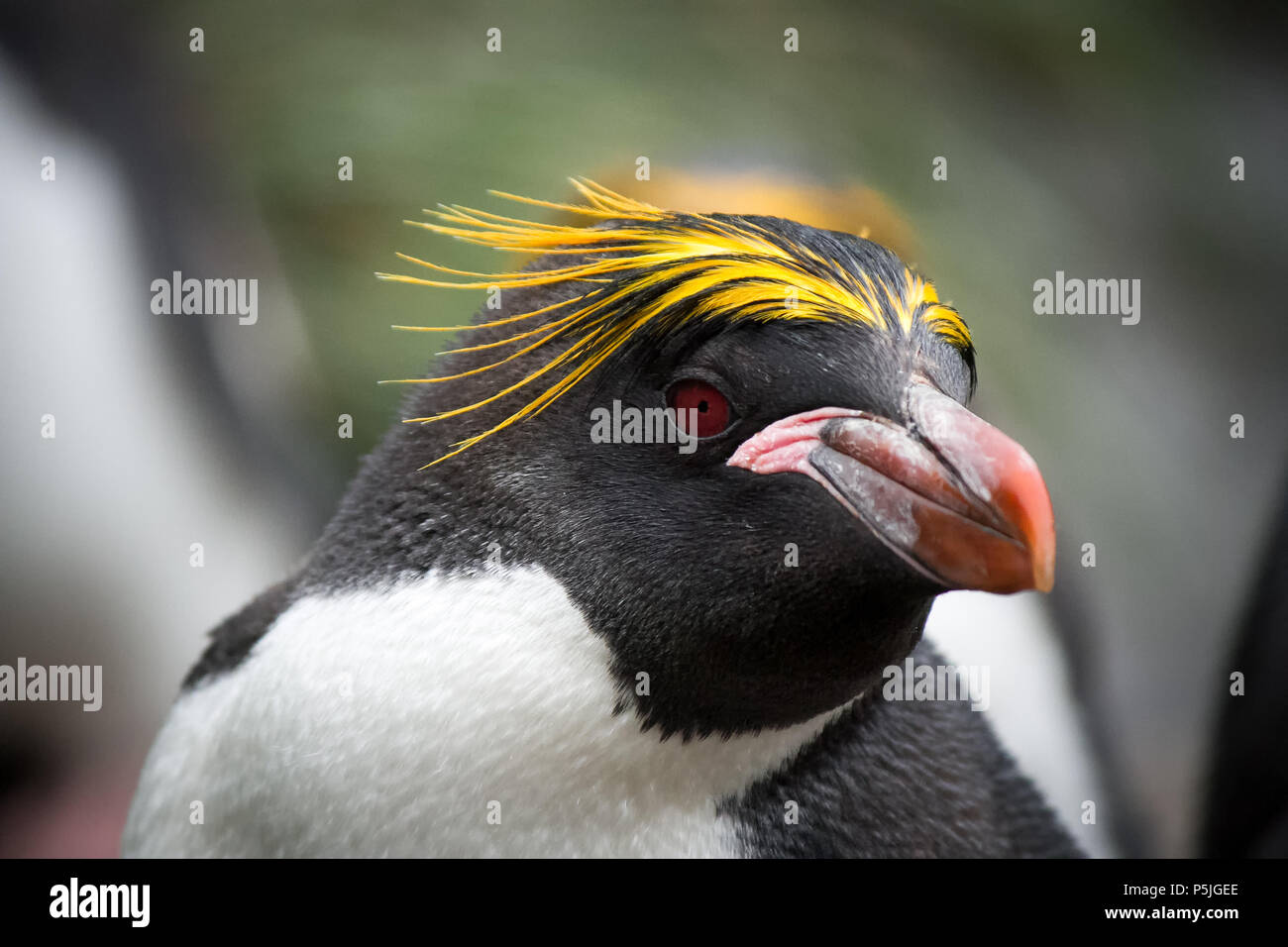 Colony of macaroni penguins hi-res stock photography and images - Alamy