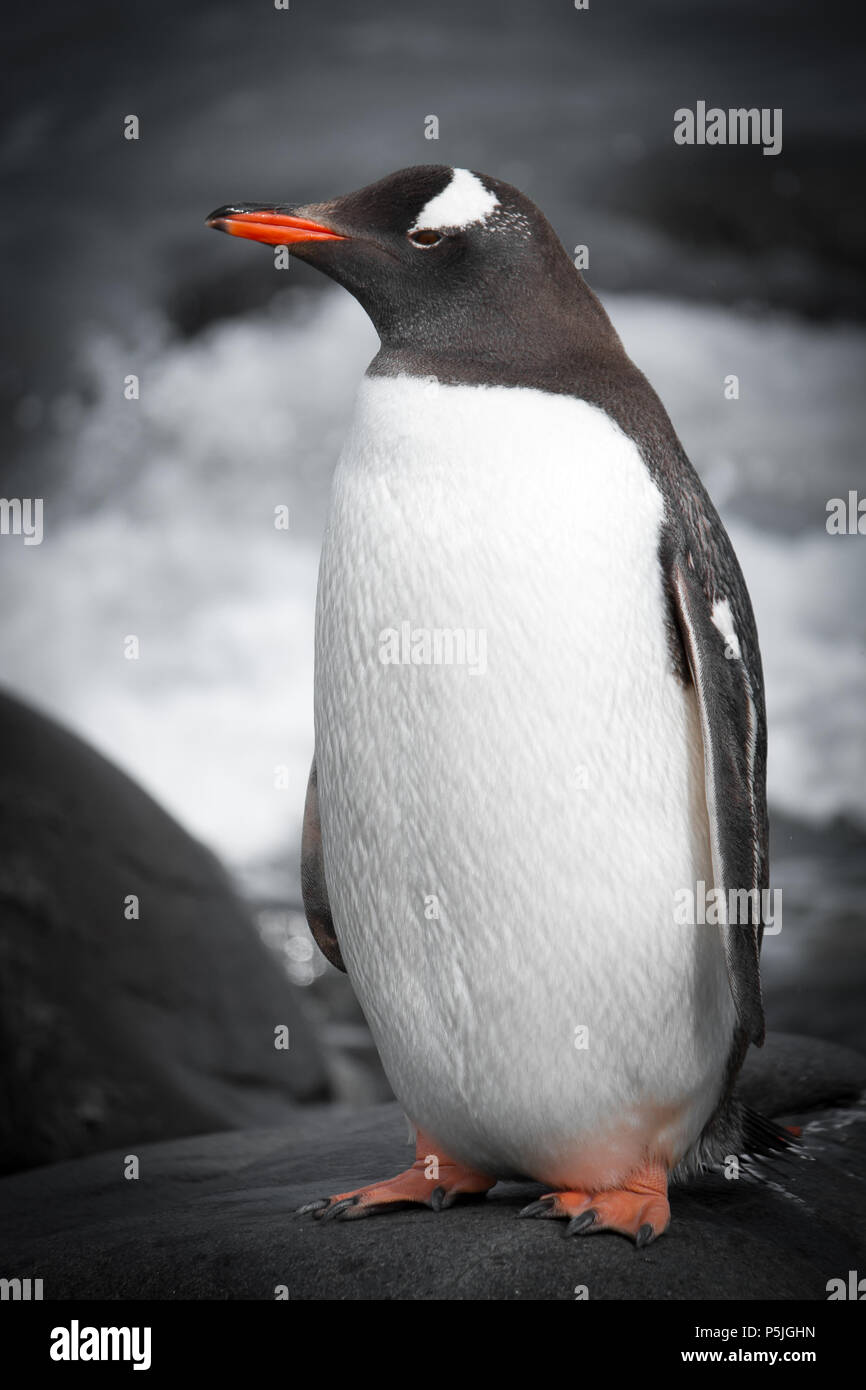South georgia gentoo penguin hi-res stock photography and images - Alamy