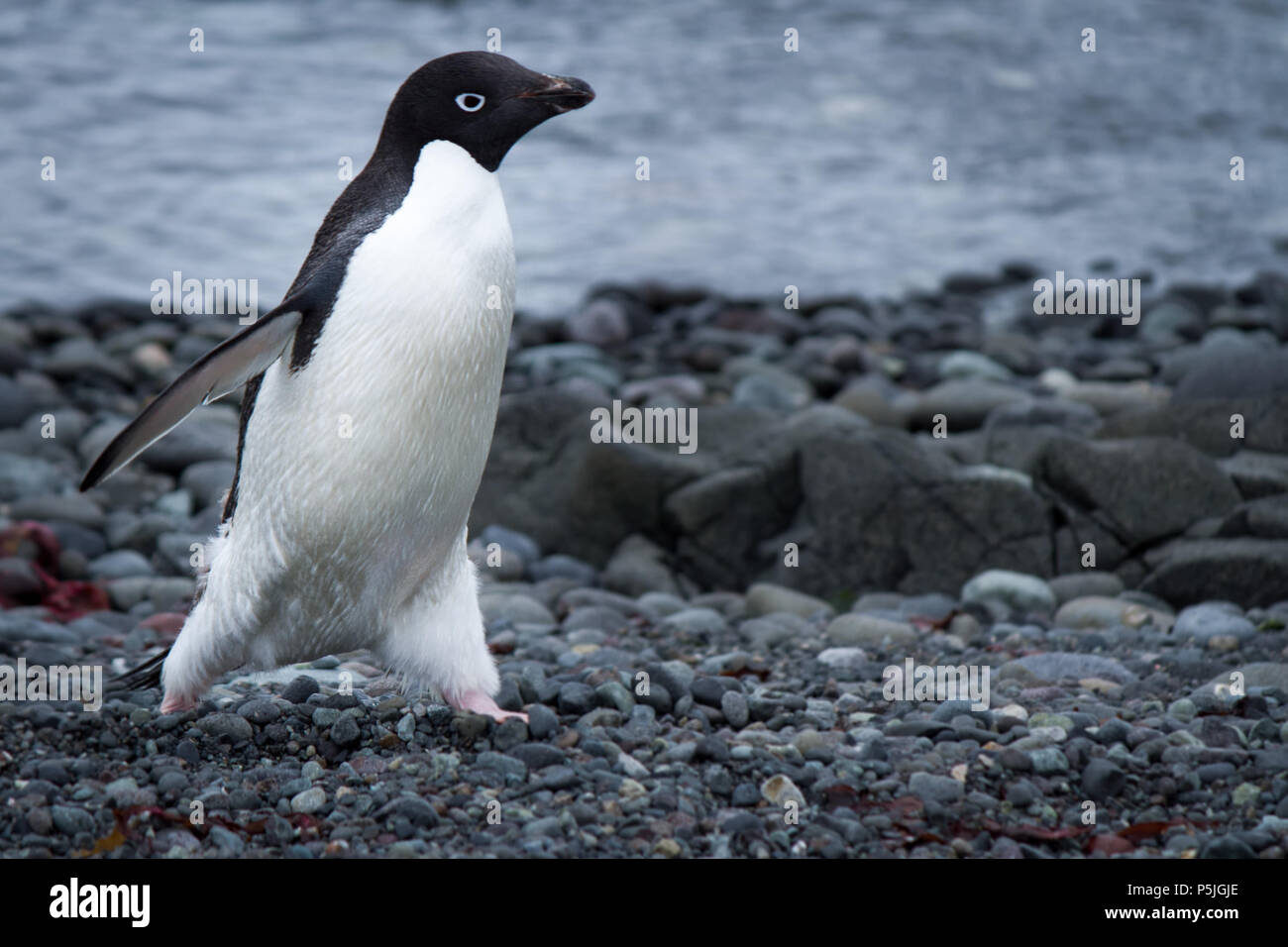 Adelie Penguin High Resolution Stock Photography and Images - Alamy