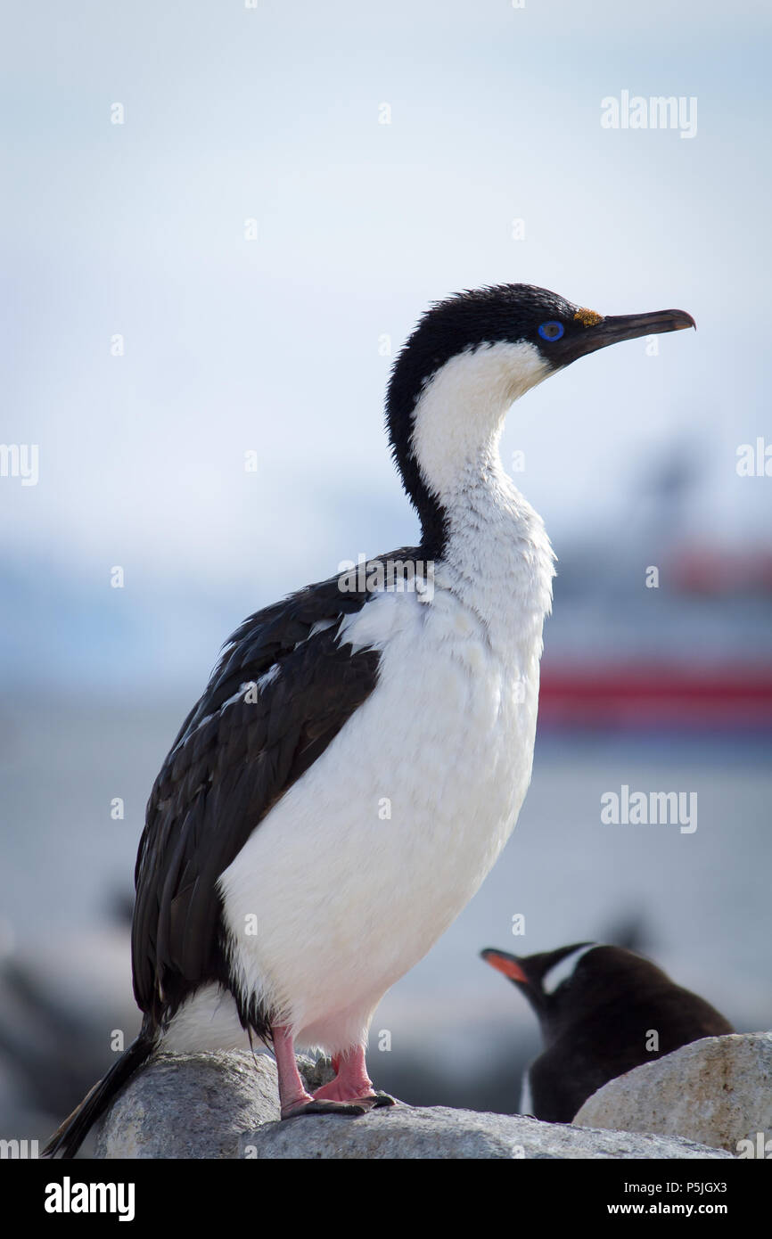 Blue-eyed shag, Antarctica Stock Photo - Alamy