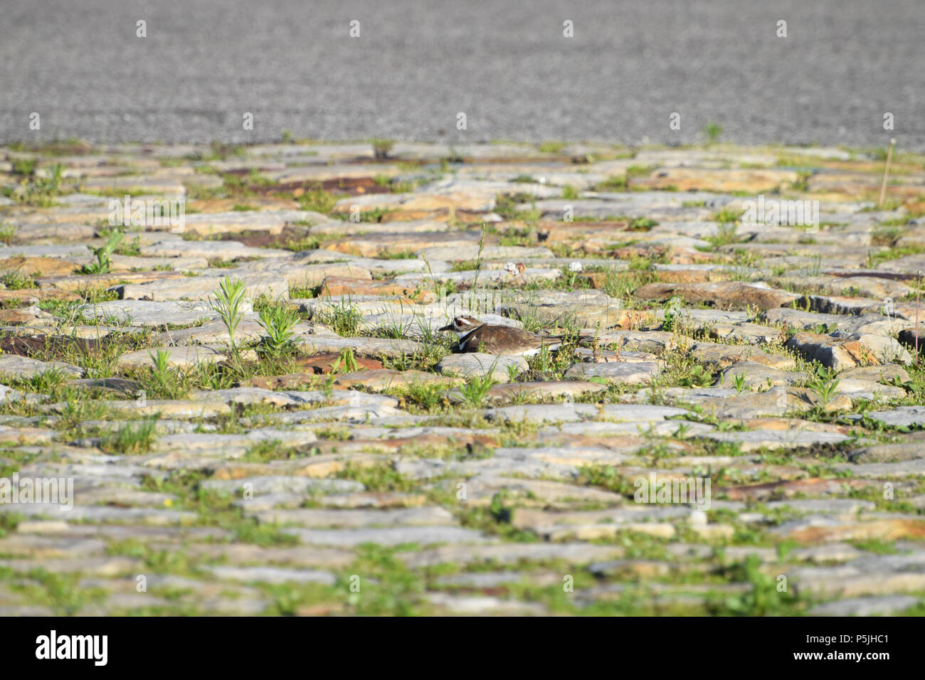 Kildeer bird hi-res stock photography and images - Alamy