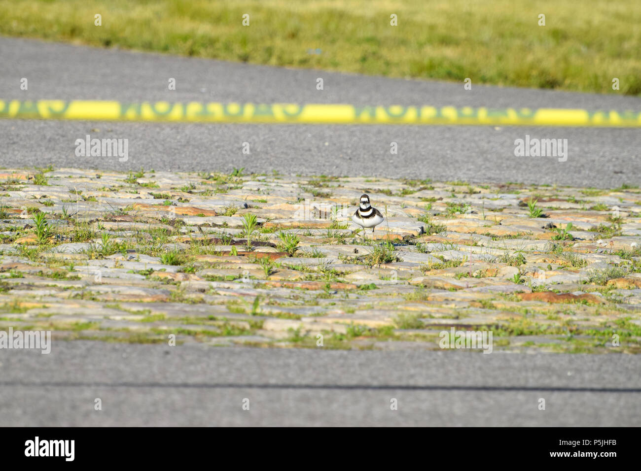 Kildeer bird hi-res stock photography and images - Alamy