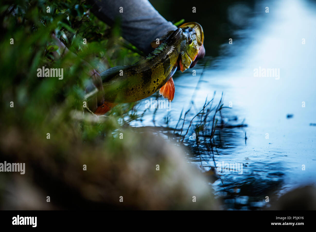 Blue peacock bass hi-res stock photography and images - Alamy