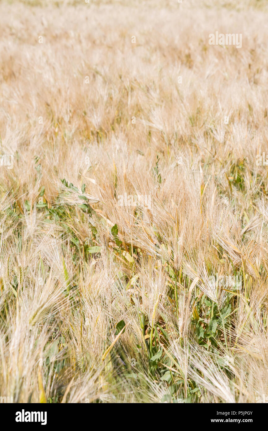 Field of rye ears of future bread in early summer Stock Photo - Alamy