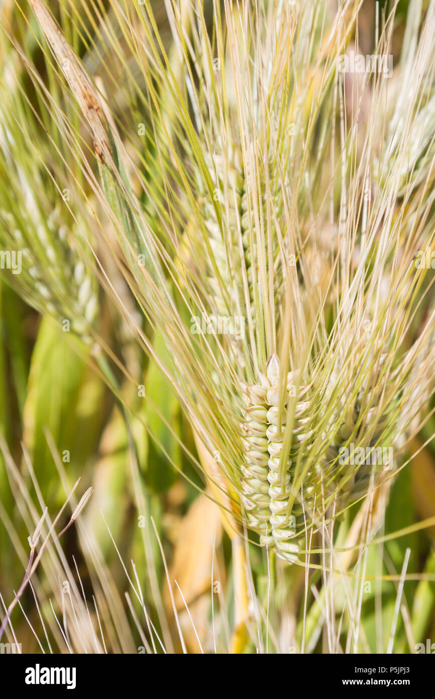 Field of rye ears of future bread in early summer Stock Photo - Alamy