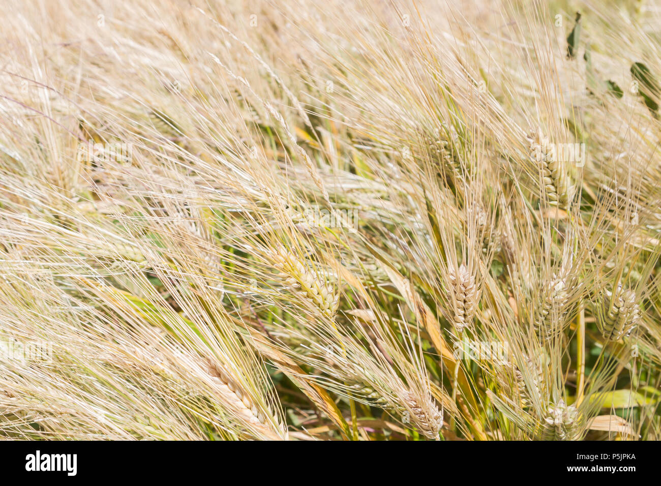 Field of rye ears of future bread in early summer Stock Photo - Alamy