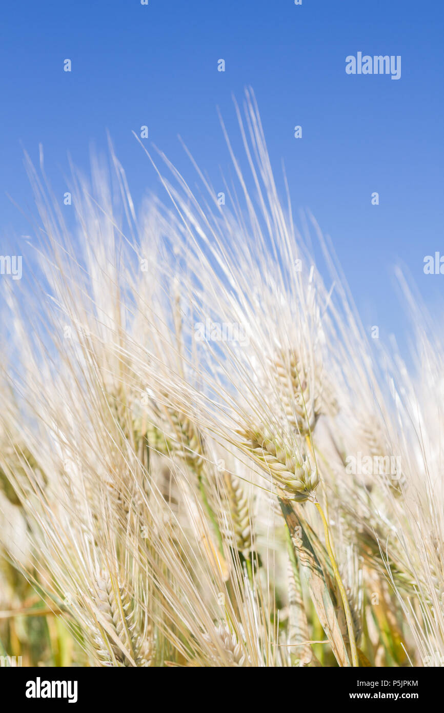 Field of rye ears of future bread in early summer Stock Photo - Alamy