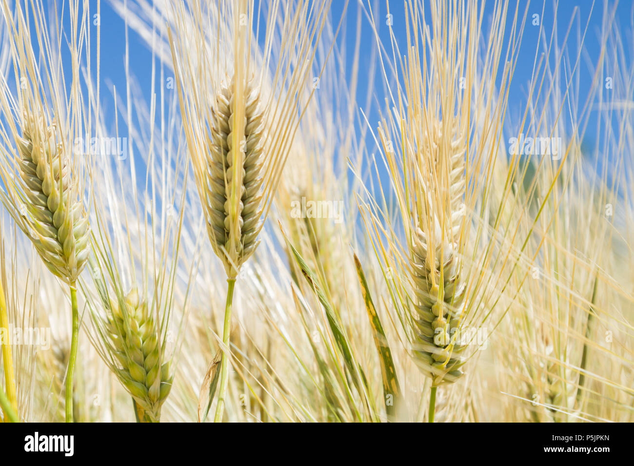 Field of rye ears of future bread in early summer Stock Photo - Alamy