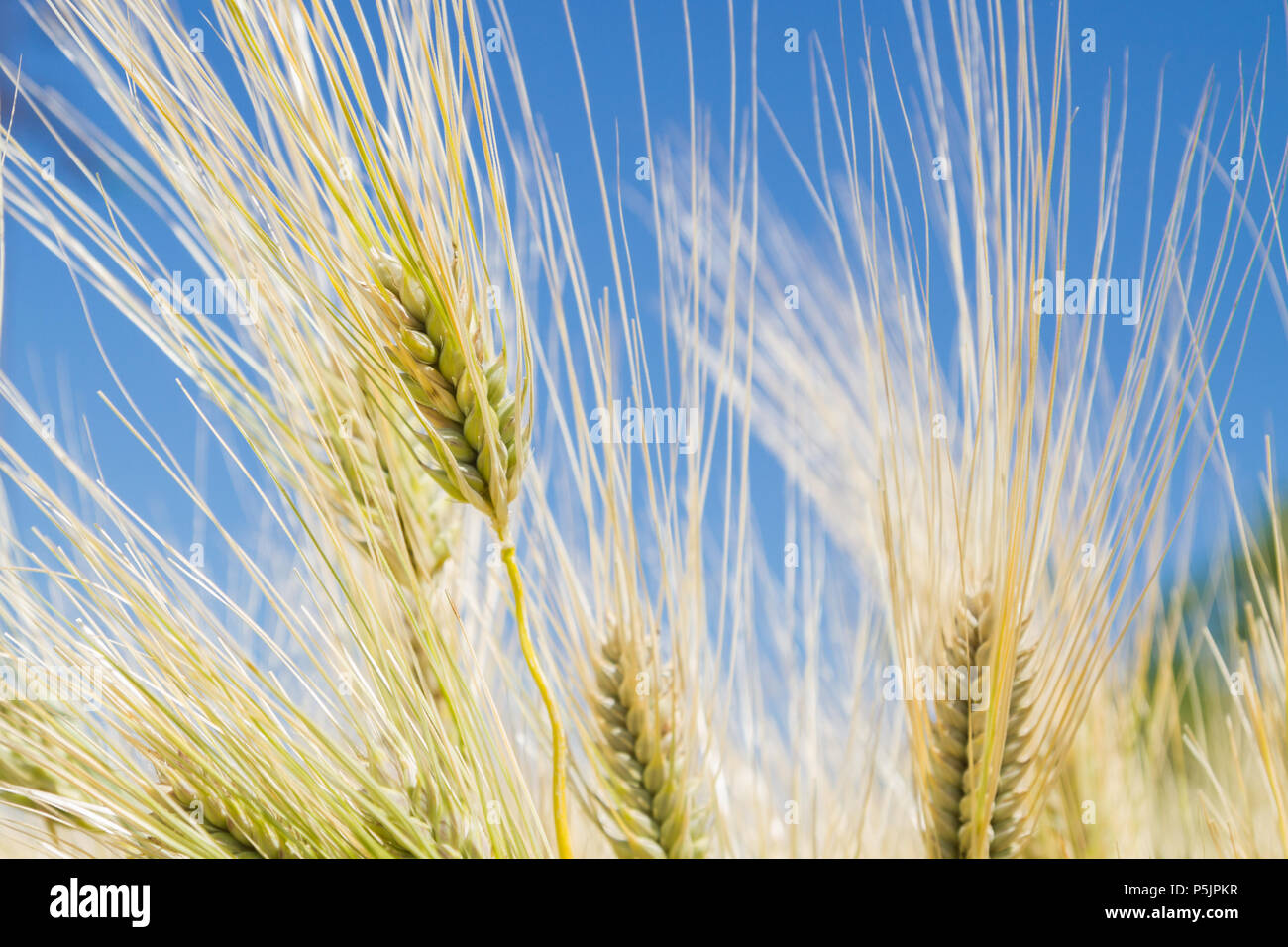 Field of rye ears of future bread in early summer Stock Photo - Alamy