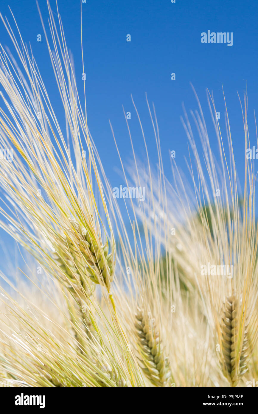 Field of rye ears of future bread in early summer Stock Photo - Alamy