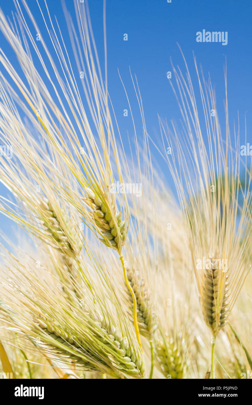 Field of rye ears of future bread in early summer Stock Photo - Alamy