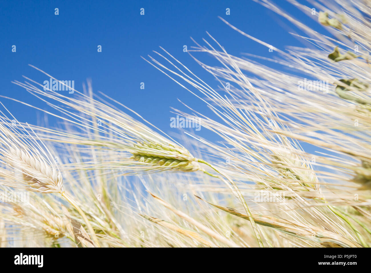 Field of rye ears of future bread in early summer Stock Photo - Alamy