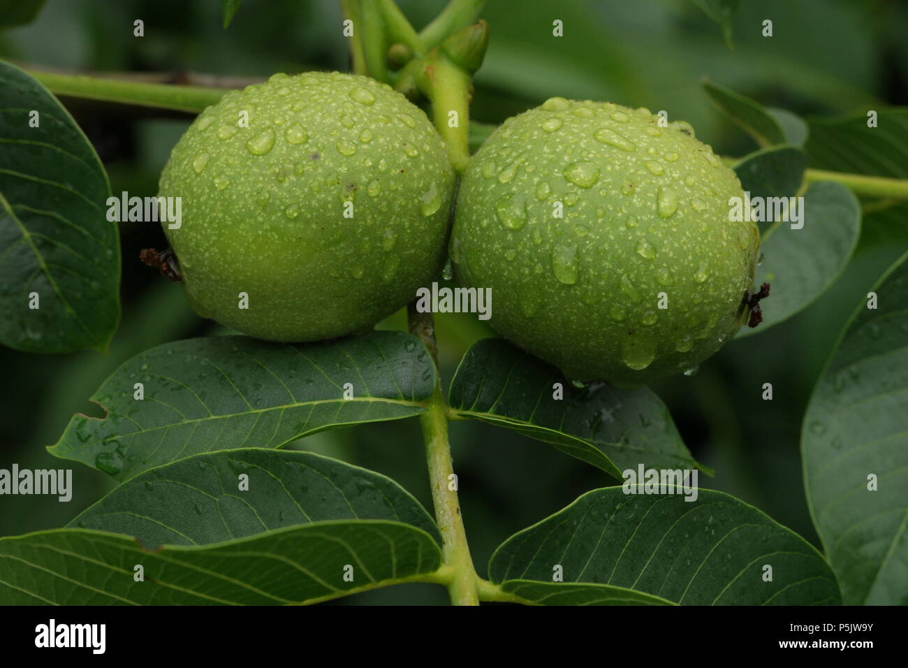 Walnuss baum blatt hi-res stock photography and images - Alamy