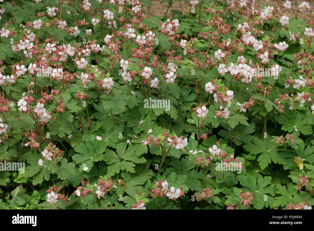 Bigroot cranesbill hi-res stock photography and images - Alamy