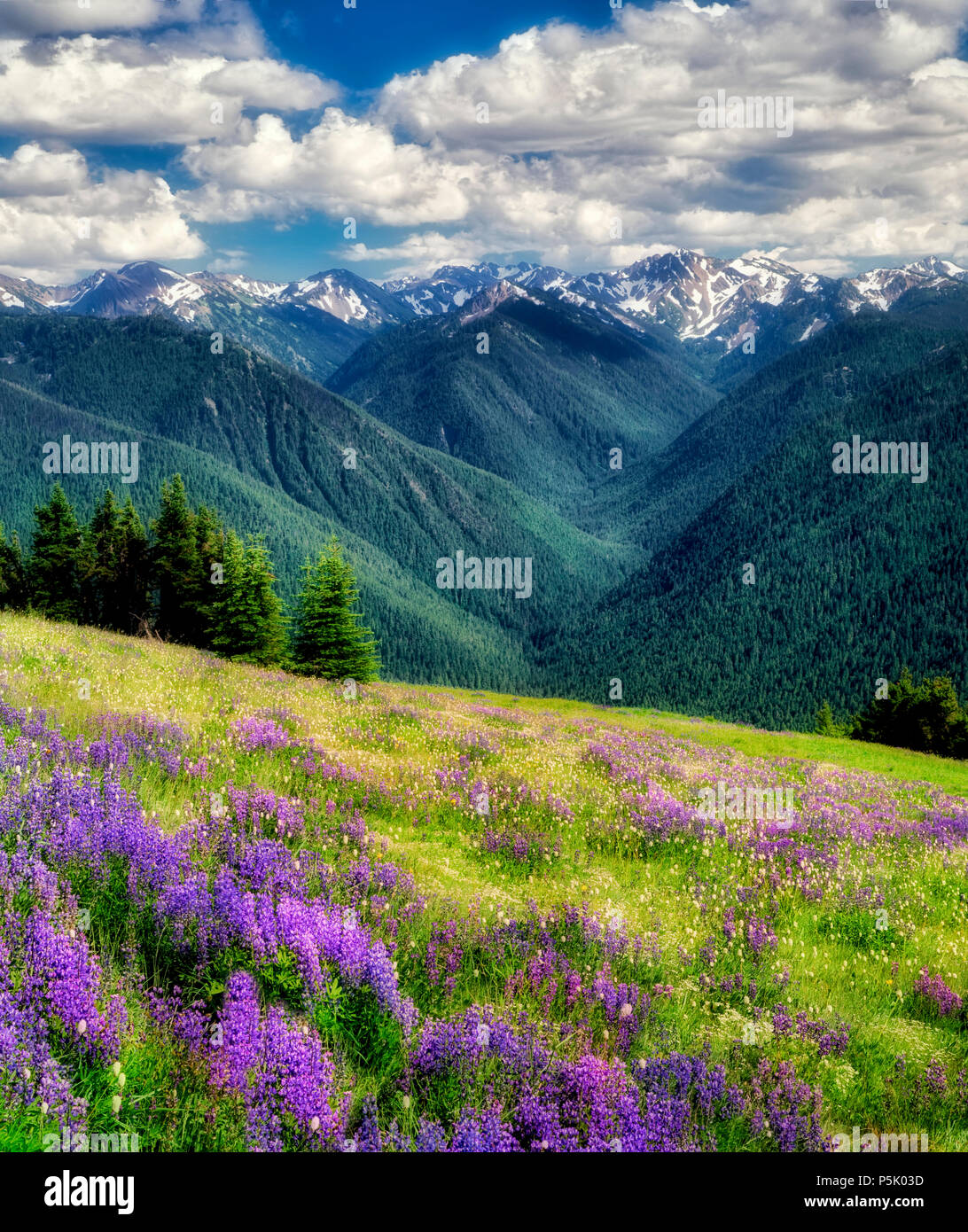 Fields of lupine wildflowers and the Olympic Mountains.From Hurricane ...